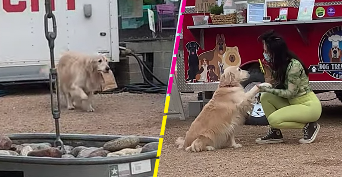Este perrito es el repartidor estrella de un food truck y se hizo viral