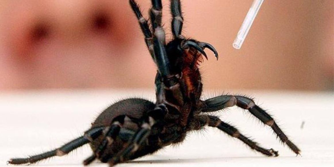 ¡Llamen a Spiderman! Zoológico australiano adquiere una araña de embudo ...