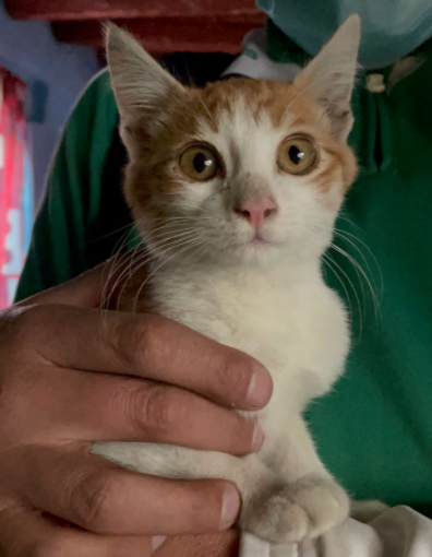 Encuentran con vida a Max, el gatito que se había extraviado tras ...