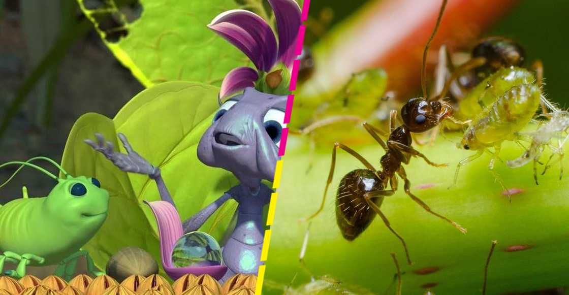 ¿Te acuerdas de 'Bichos'? Así es la curiosa relación entre las hormigas ...