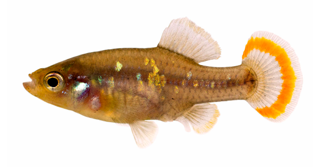 Así regresaron al pez tequila a los ríos de México; una especie que ...