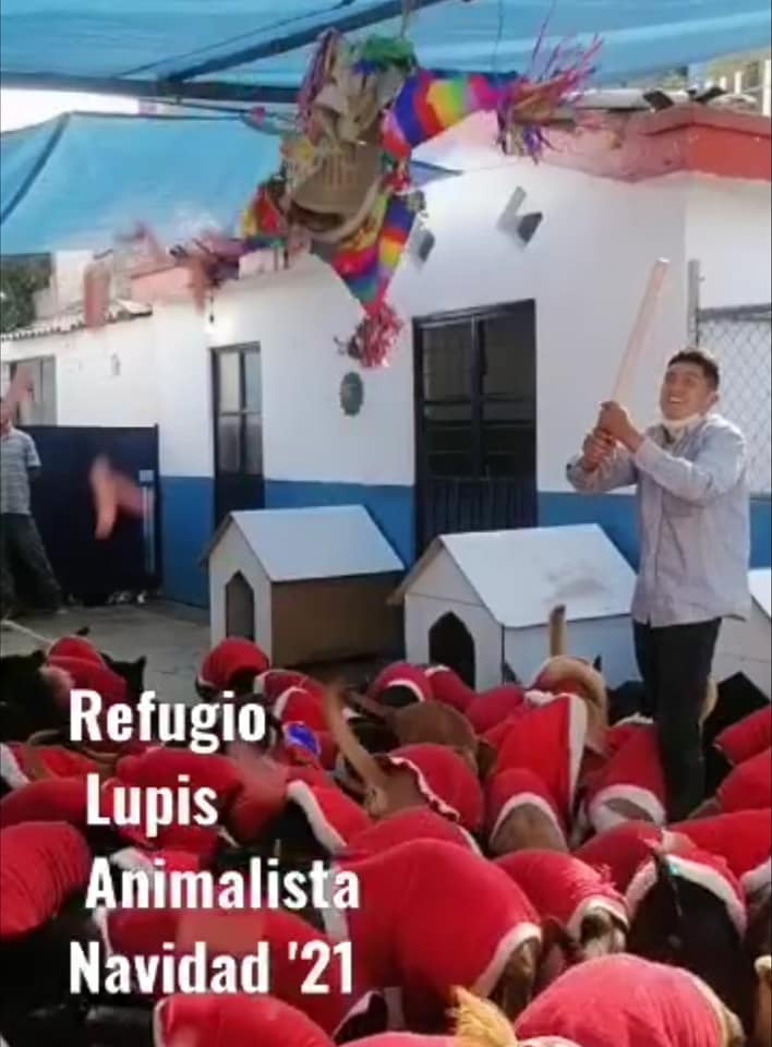 Suave fiesta: Refugio hace una posada para perritos y se vuelve viral