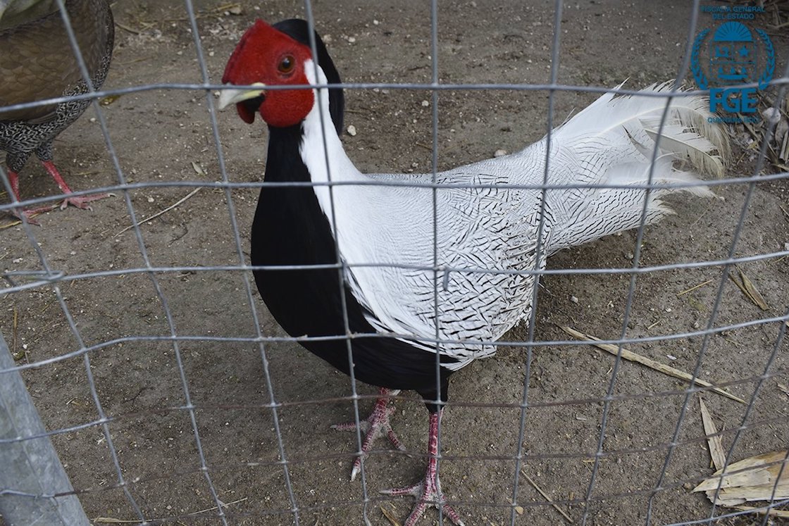 Rescataron a 164 animales en peligro de extinción en Quintana Roo