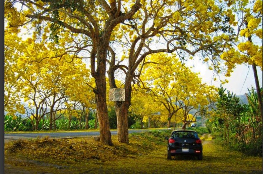 Estos árboles de flores amarillas anuncian la primavera 2022