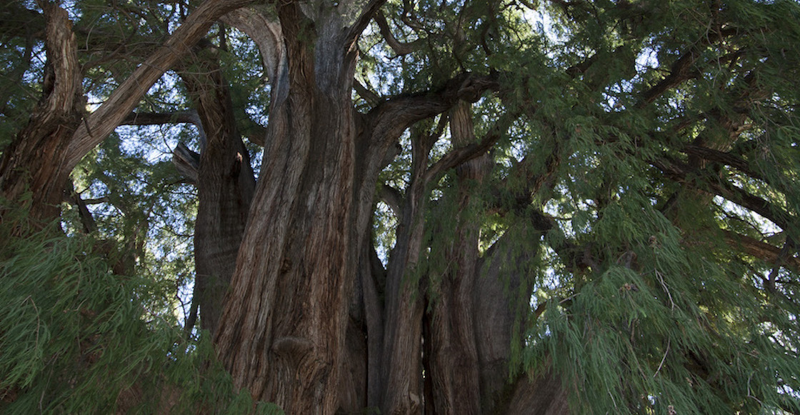 Habemus árbol: CDMX vota por Ahuehuete, para sustituir Glorieta de la ...