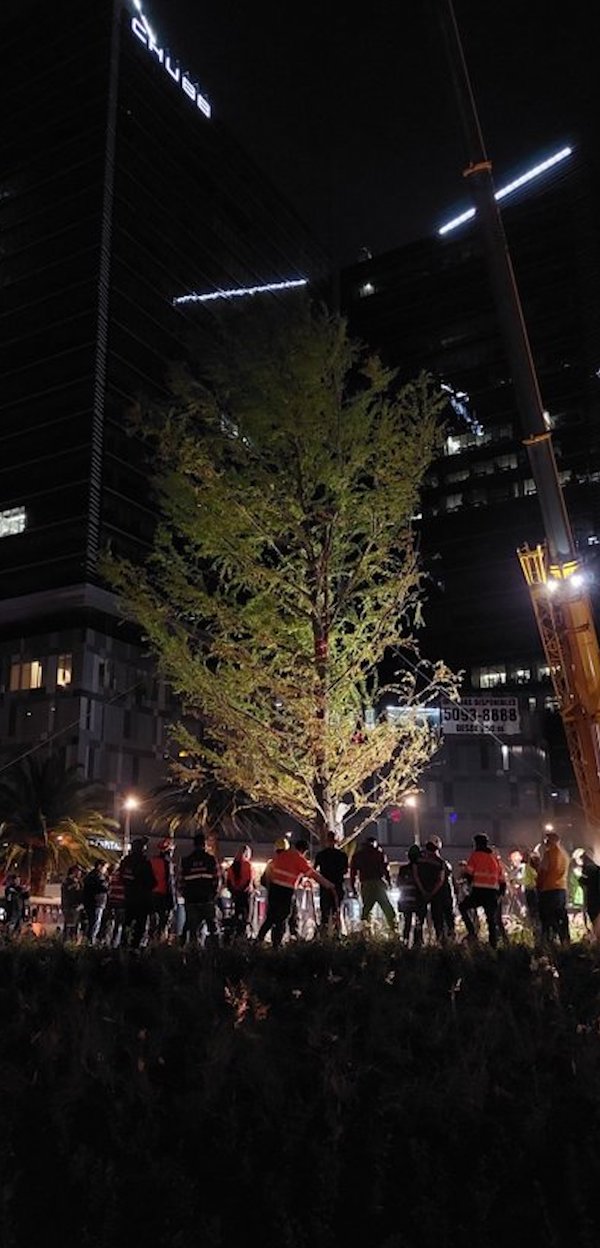 Familias nombran al ahuehuete como el Guardián de las y los ...