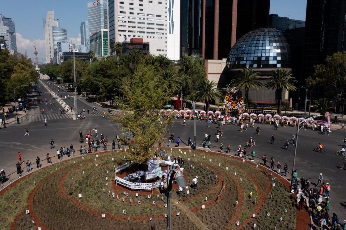 Familias nombran al ahuehuete como el Guardián de las y los ...