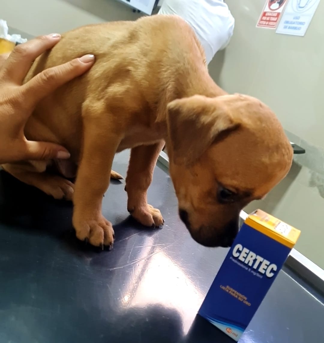Conoce a 'Chupete', el perrito con hidrocefalia que se hizo viral y ...