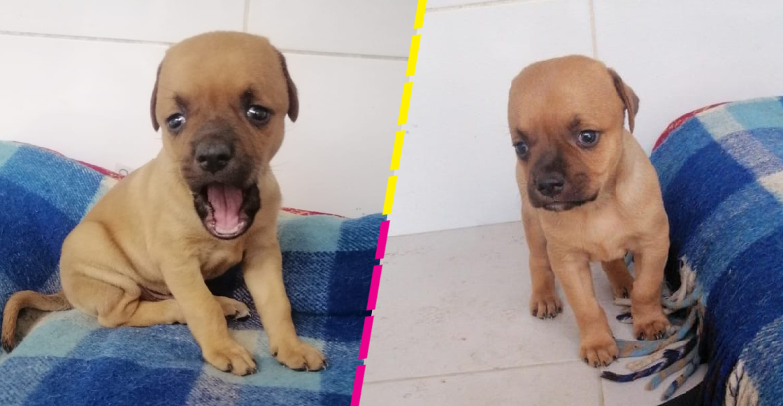 Conoce a 'Chupete', el perrito con hidrocefalia que se hizo viral y ...