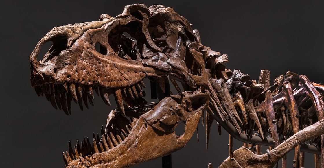 "Gorgeous George", el Gorgosaurus, primo del T-Rex, que subastaron en 6 ...