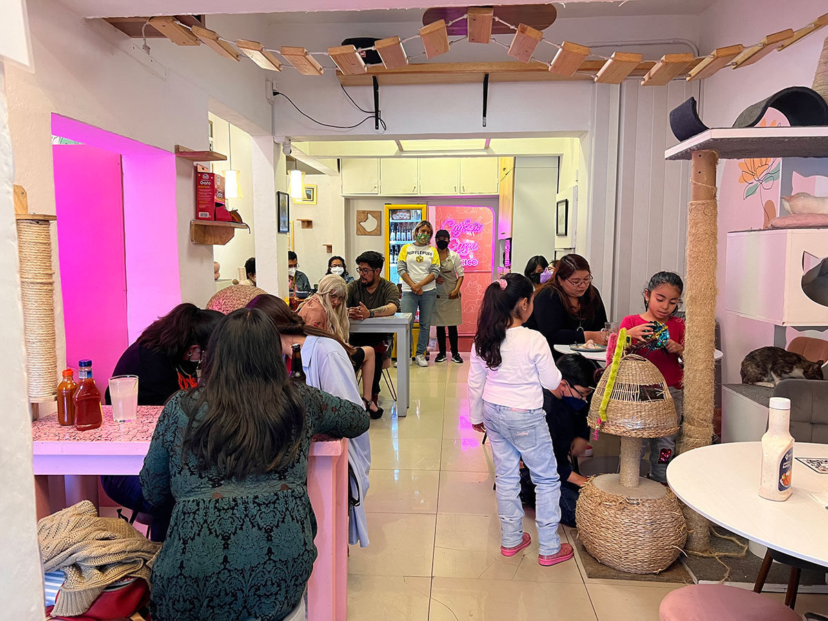 'Catfecito': La cafetería en CDMX que todos los amantes de los gatos ...