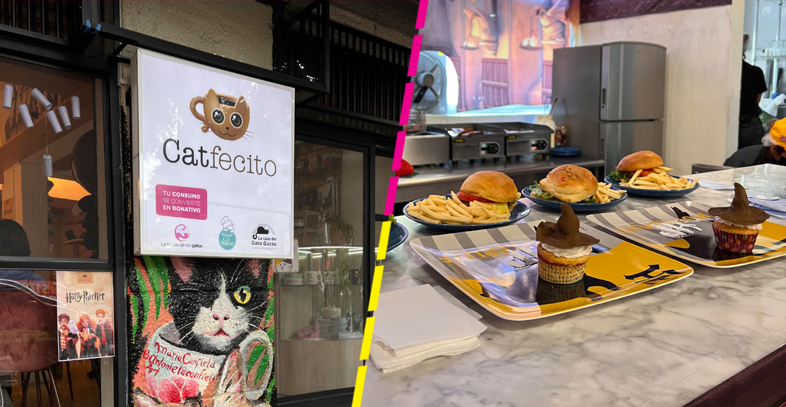 'Catfecito': La cafetería en CDMX que todos los amantes de los gatos ...