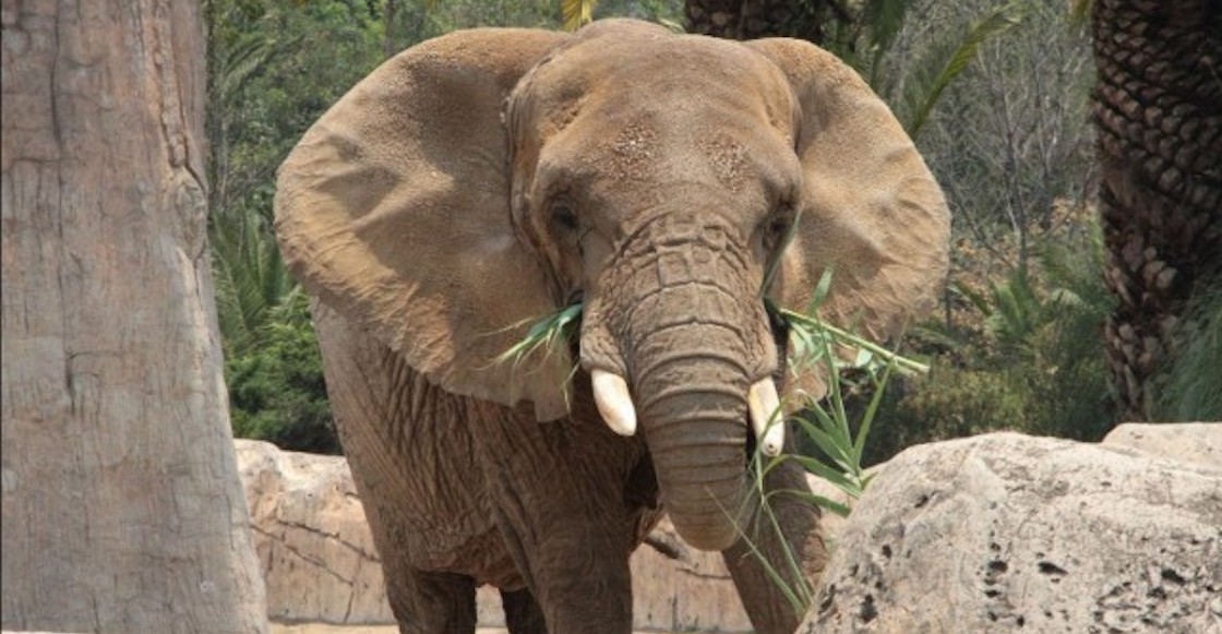 La historia de Ely, la elefanta del Zoológico de San Juan de Aragón