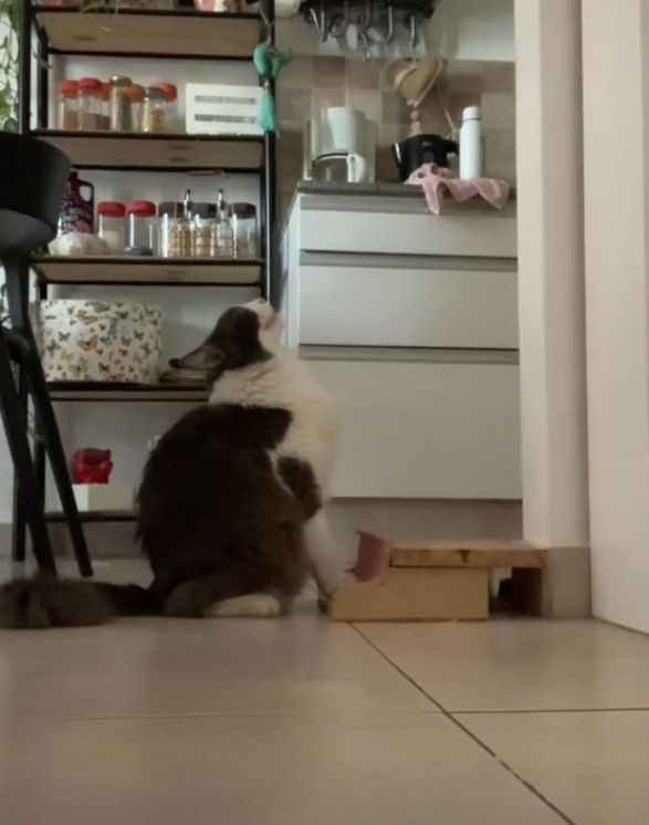 Limón: La historia del gatito adoptado que es famoso en TikTok por ...