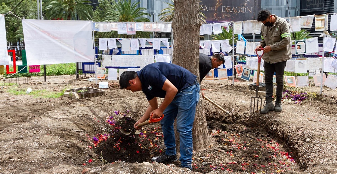 Ahuehuete de Reforma enfrenta "condiciones adversas": SEDEMA; será ...