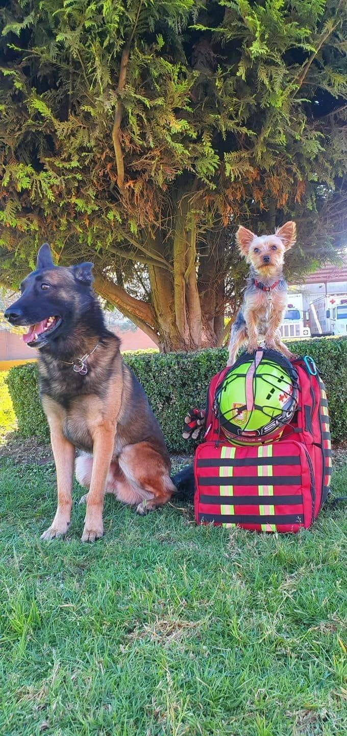 El caso de 'Athos' y 'Tango': La chamba detrás de la histórica sentencia