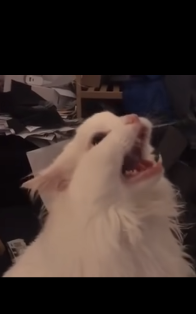 Murió Thurston Waffles, el gatito que se hizo meme por su maullido