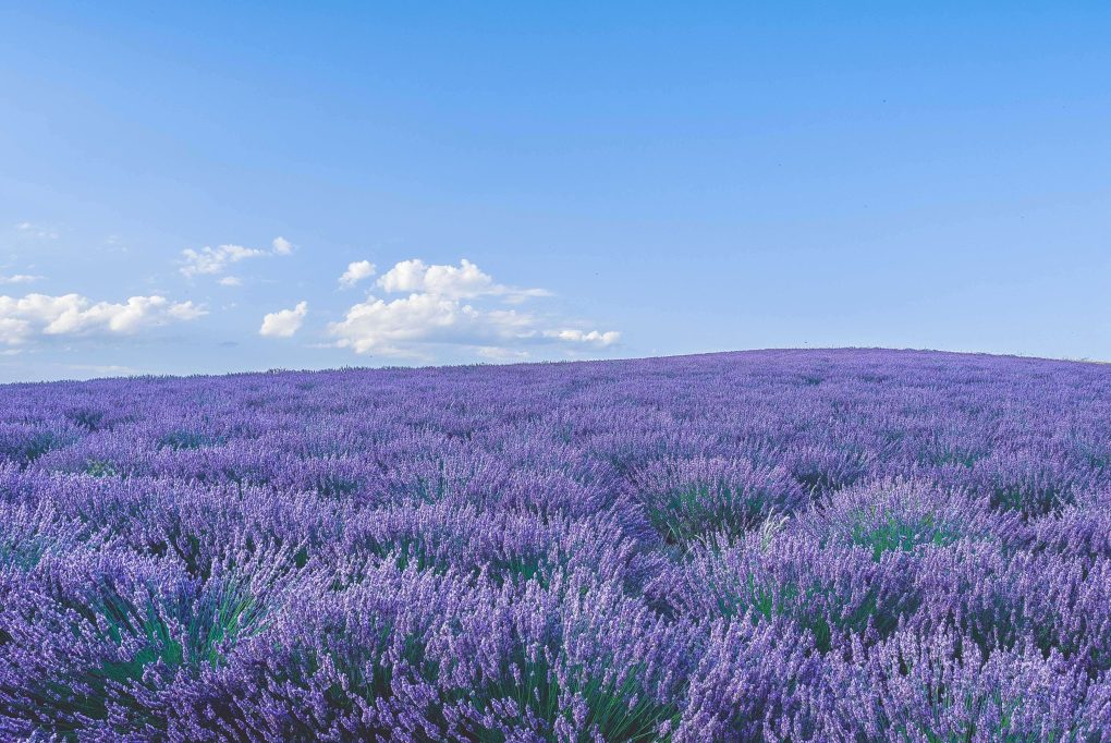 Dónde ver los campos de lavanda de México