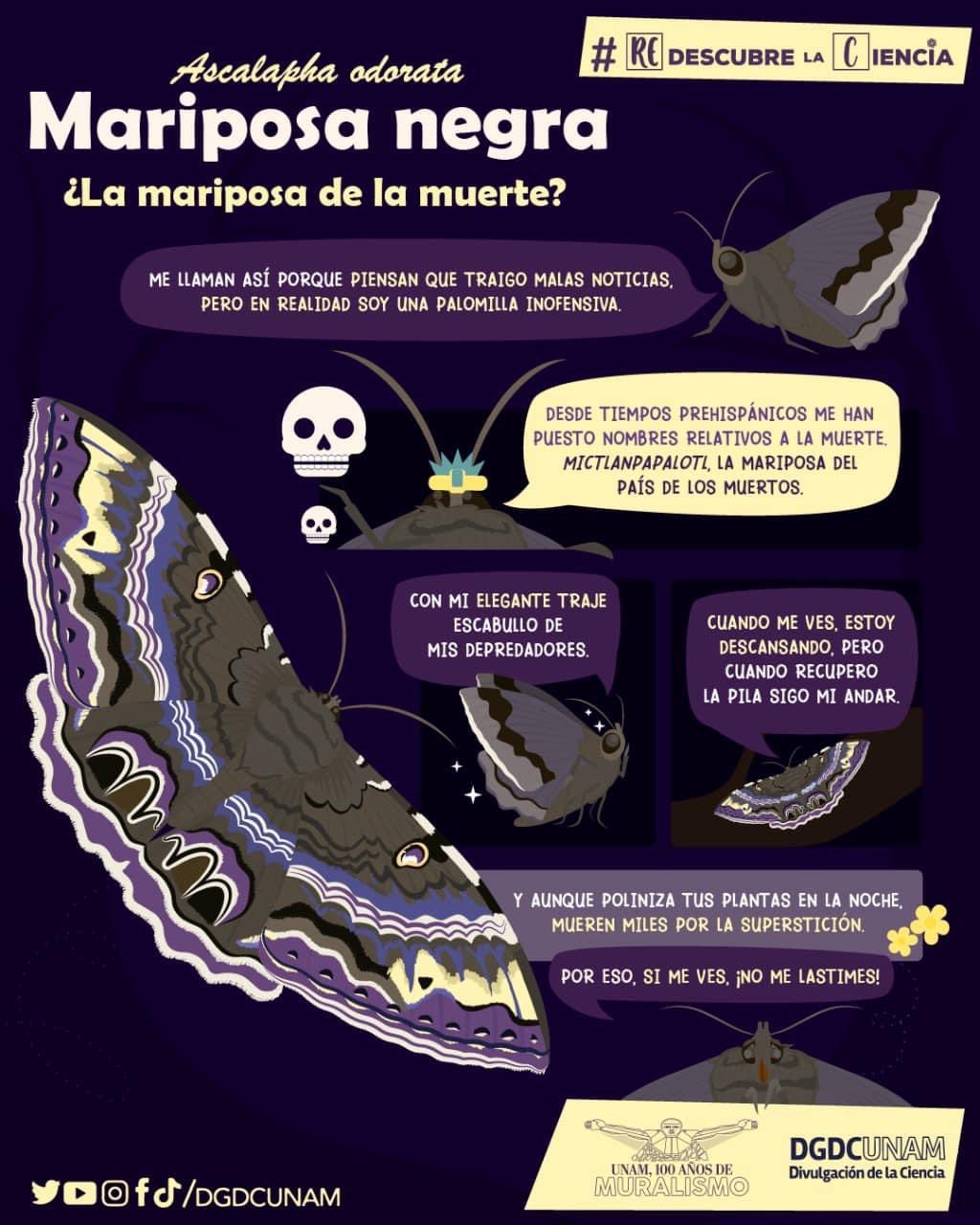 Y a todo esto, ¿Las palomillas negras sí anuncian la muerte?