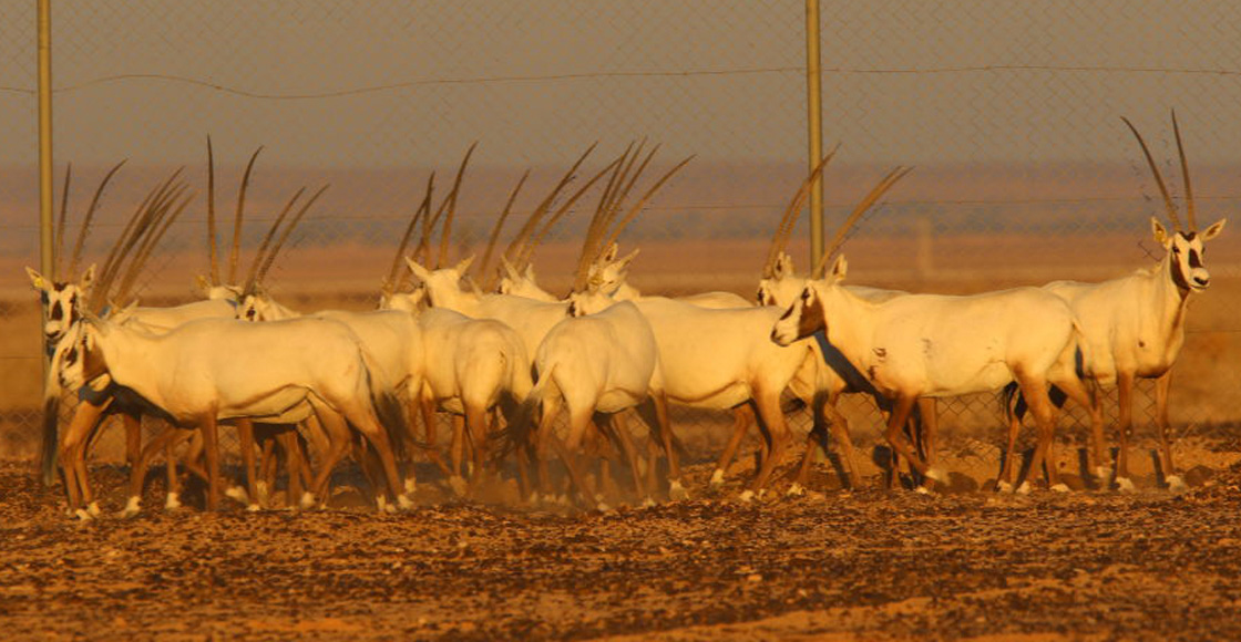 La fabulosa historia del Oryx, el animal de Qatar que salvaron de la ...