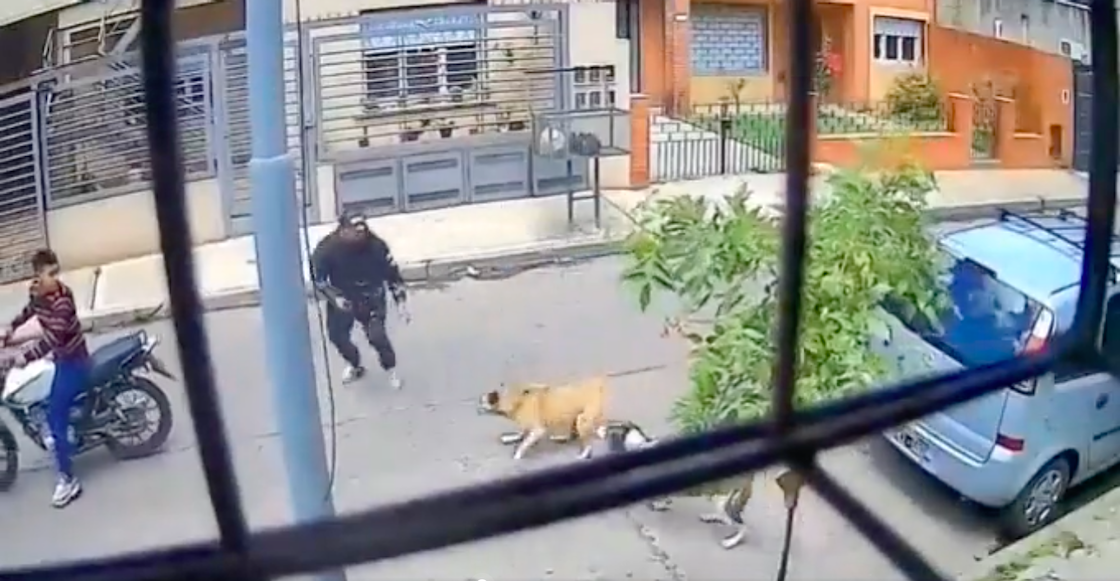 Perritas persiguen a rateros y evitan un asalto en calles de Argentina