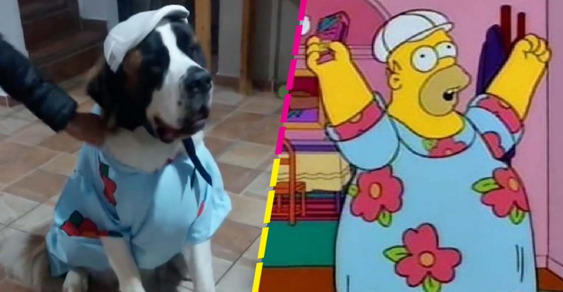 Perrito gana concurso de disfraces vestido como Homero Simpson y se ...
