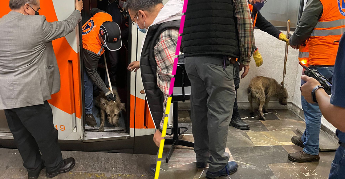 Perrito provoca retraso de media hora en la Línea 2 del Metro CDMX