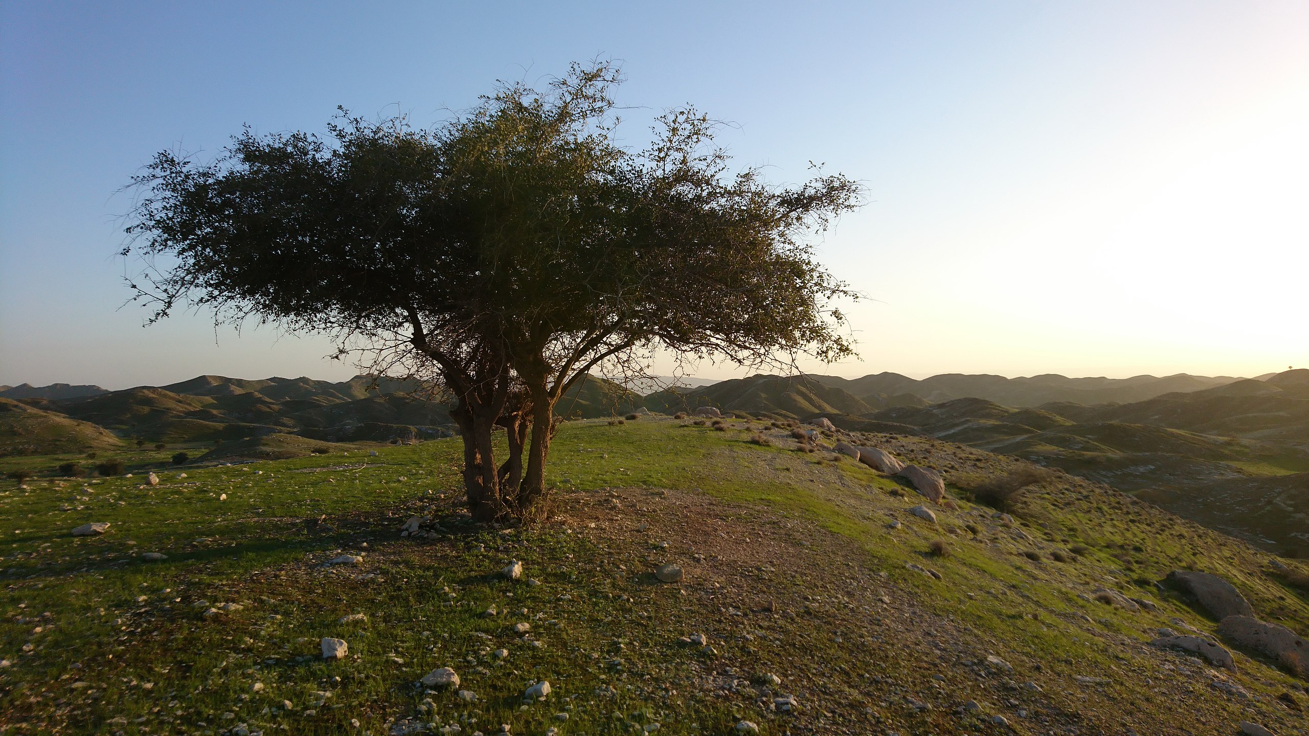 La historia del árbol de sidra, símbolo de esperanza en Qatar