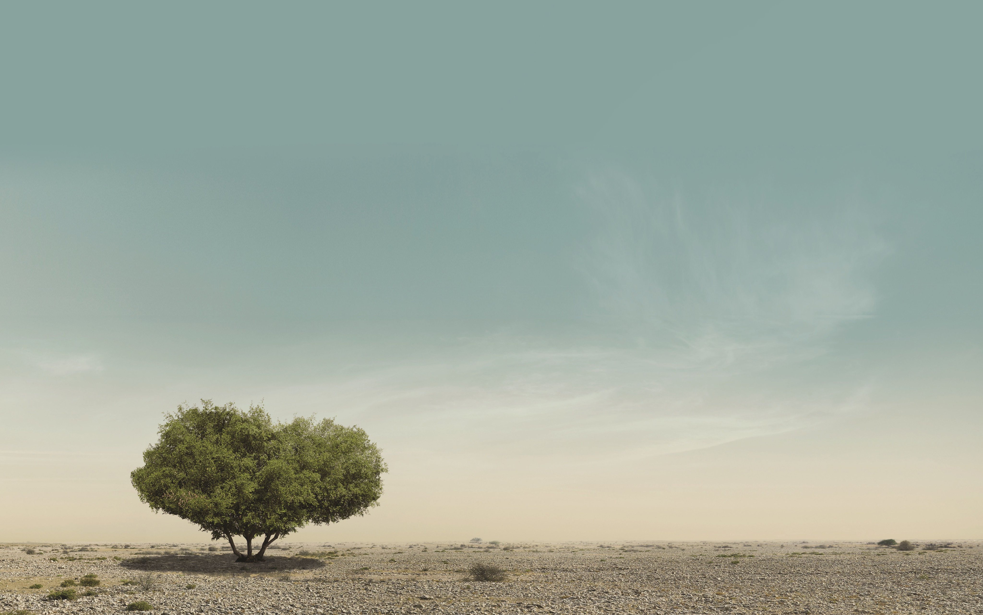 La historia del árbol de sidra, símbolo de esperanza en Qatar