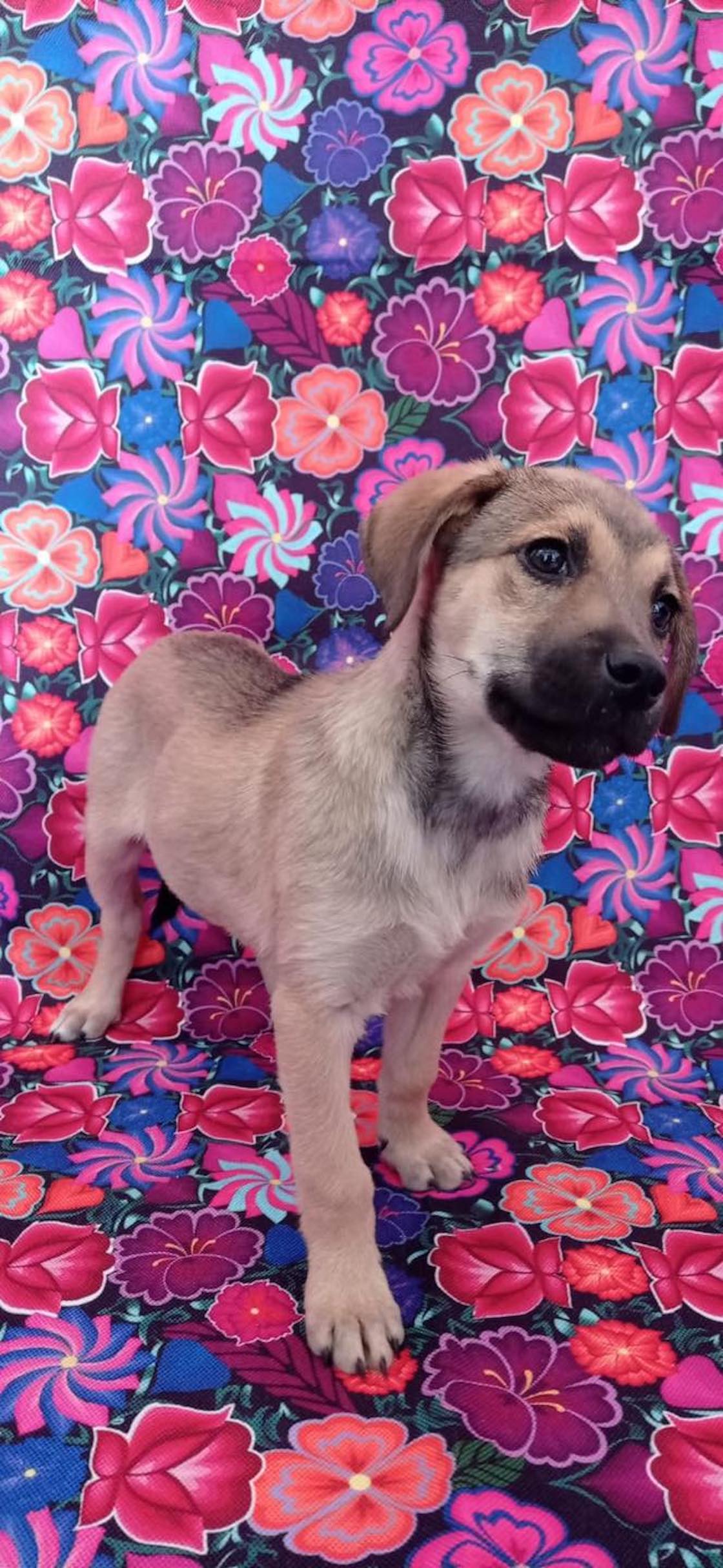 Adopta un Amigo para Siempre: Conviértete en los Reyes Magos de estos perritos de la calle