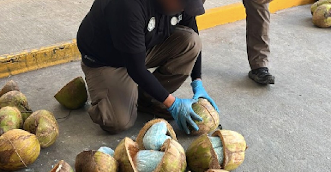 Encuentran cientos de kilos de fentanilo escondidos en cocos