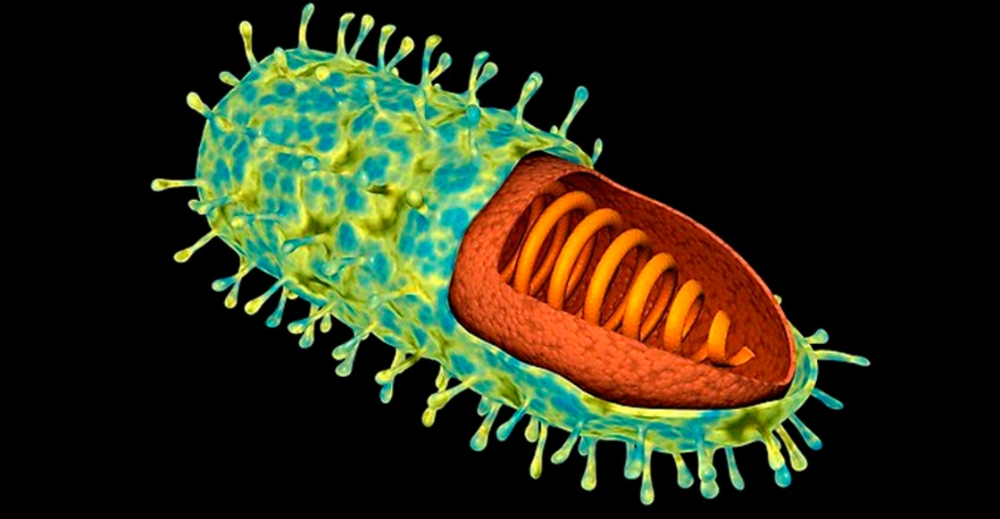 ¿Qué es la rabia, cómo se transmite y cómo podemos prevenirla?