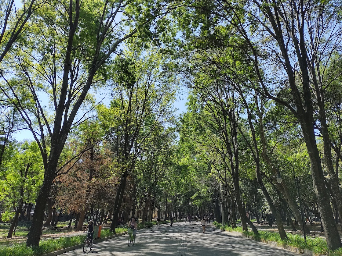 Estos son los tres bosques que puedes visitar dentro de la CDMX