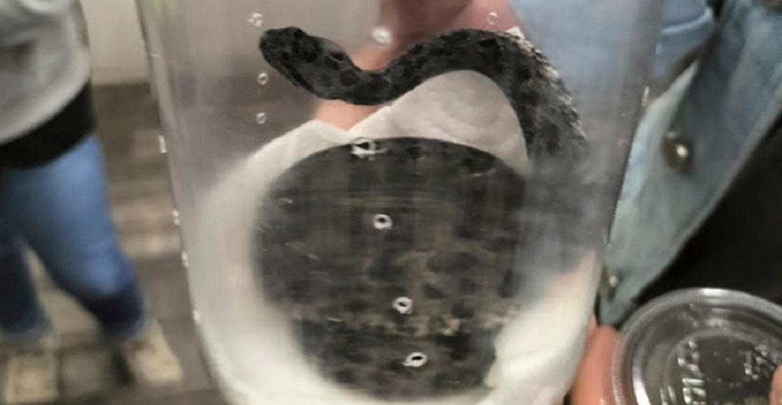 Policía asegura víbora de cascabel en el Metro y jocosos usuarios ...