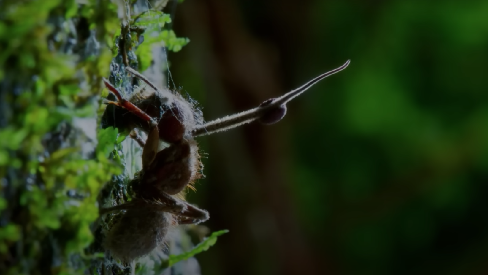 'The Last of Us': ¿Qué es el Cordyceps y cómo se reproduce en la vida real?