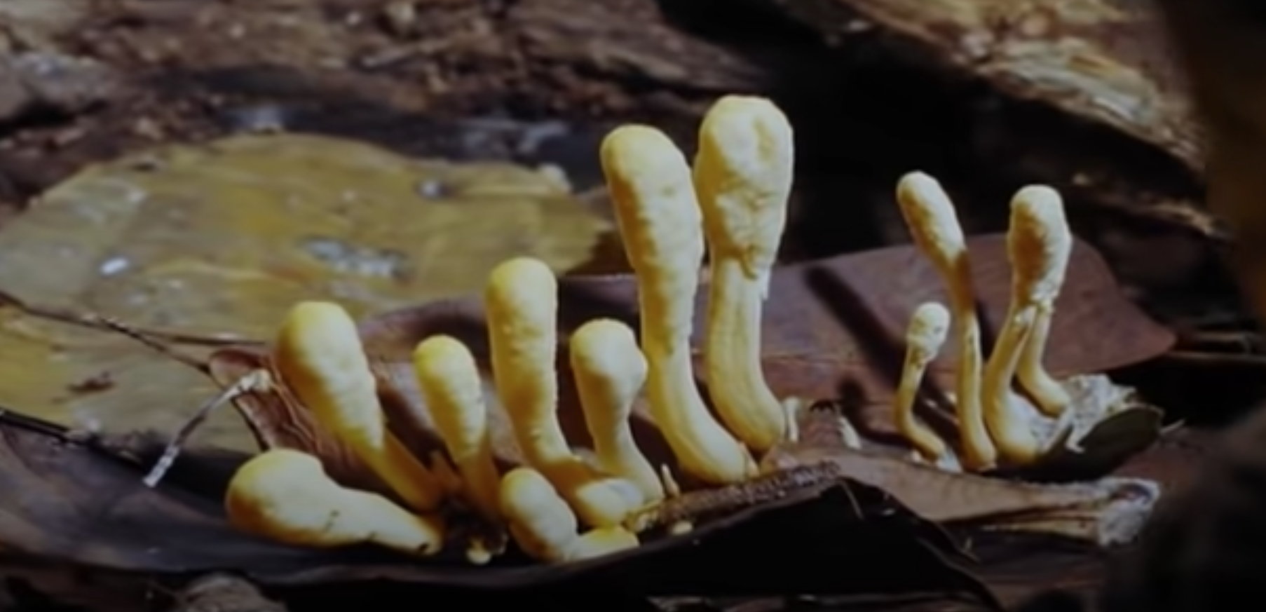 'The Last of Us': ¿Qué es el Cordyceps y cómo se reproduce en la vida real?