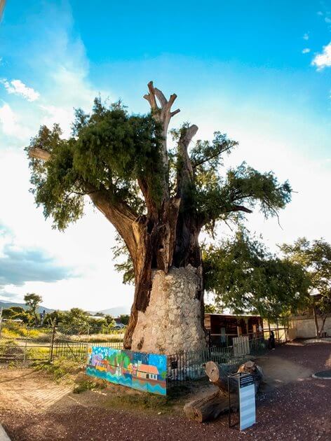 Ahuelito: El asombroso ahuehete de mil 500 años en Oaxaca