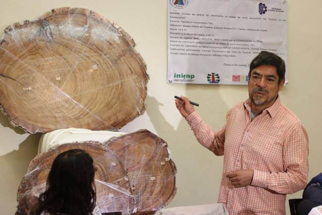 Ahuelito: El asombroso ahuehete de mil 500 años en Oaxaca