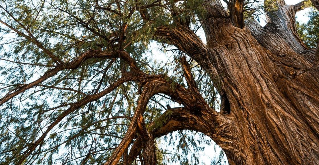 Ahuelito: El asombroso ahuehete de mil 500 años en Oaxaca