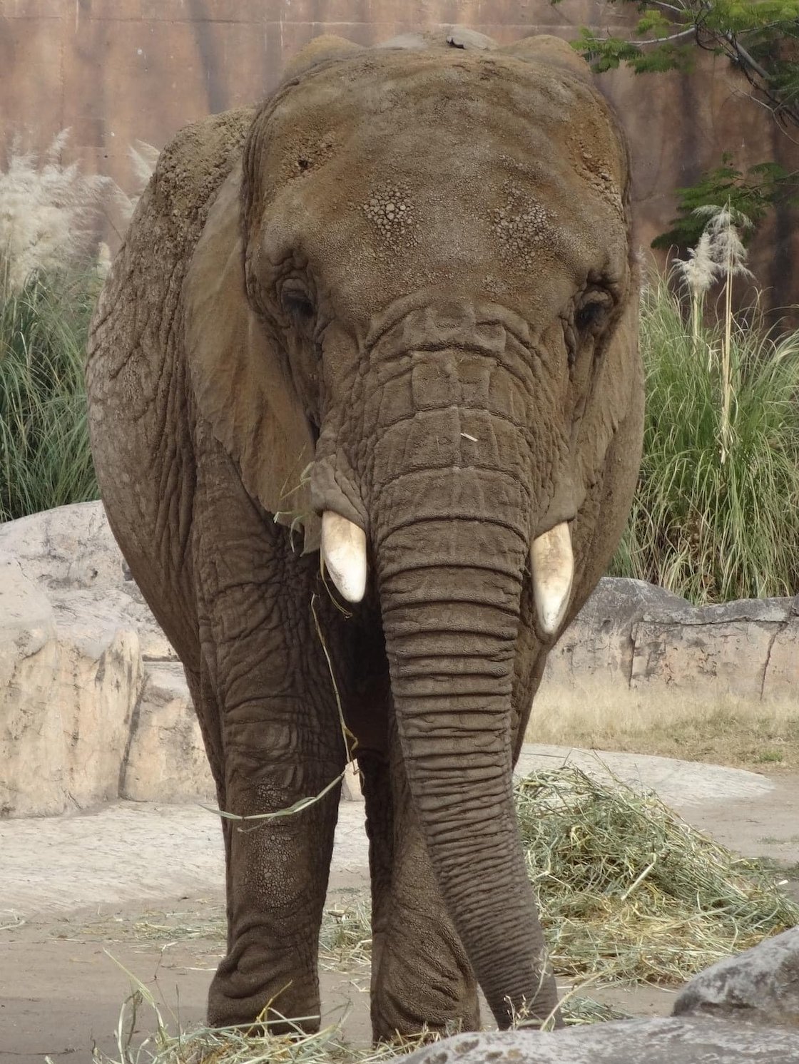 La historia de Ely, la elefanta más triste del Zoológico de San Juan de ...