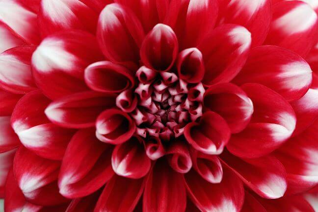 La dalia negra: La flor nacional que cautivó a Brian de Palma