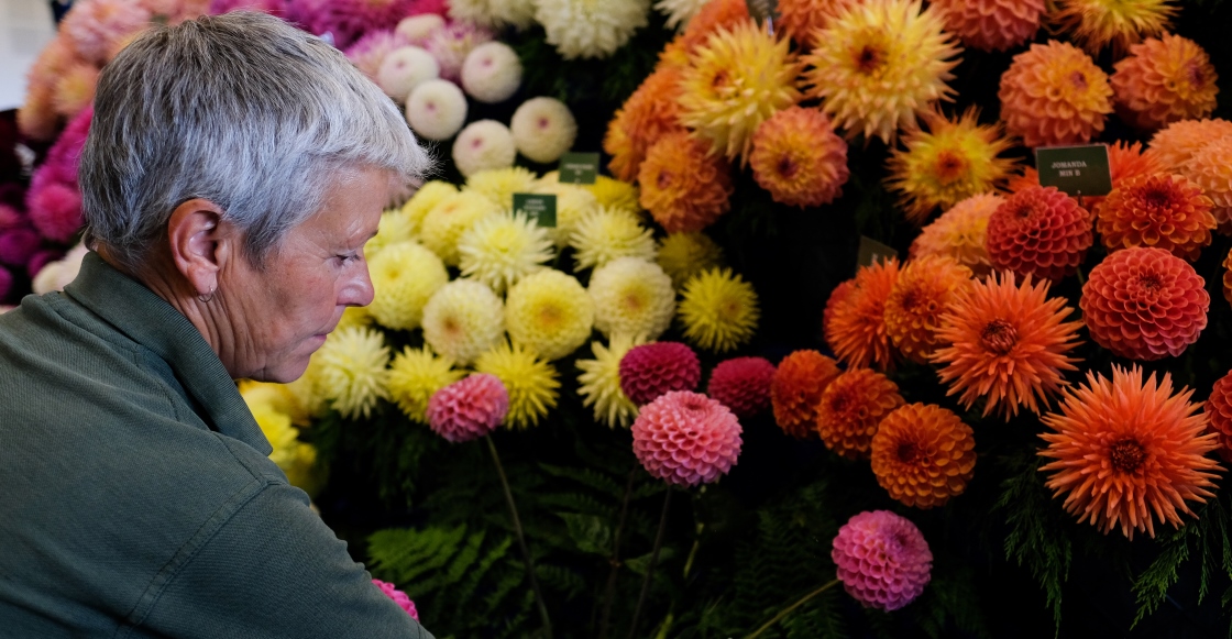 La dalia negra: La flor nacional que cautivó a Brian de Palma