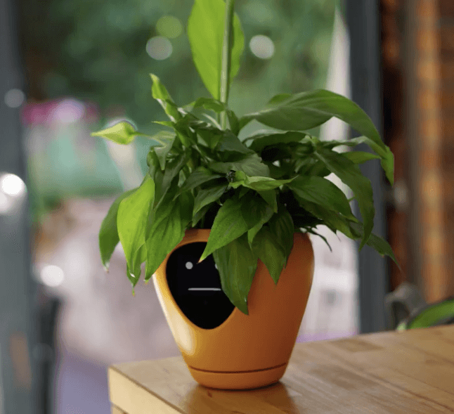 LUA, la maceta inteligente que nos permite hablar con nuestras plantas