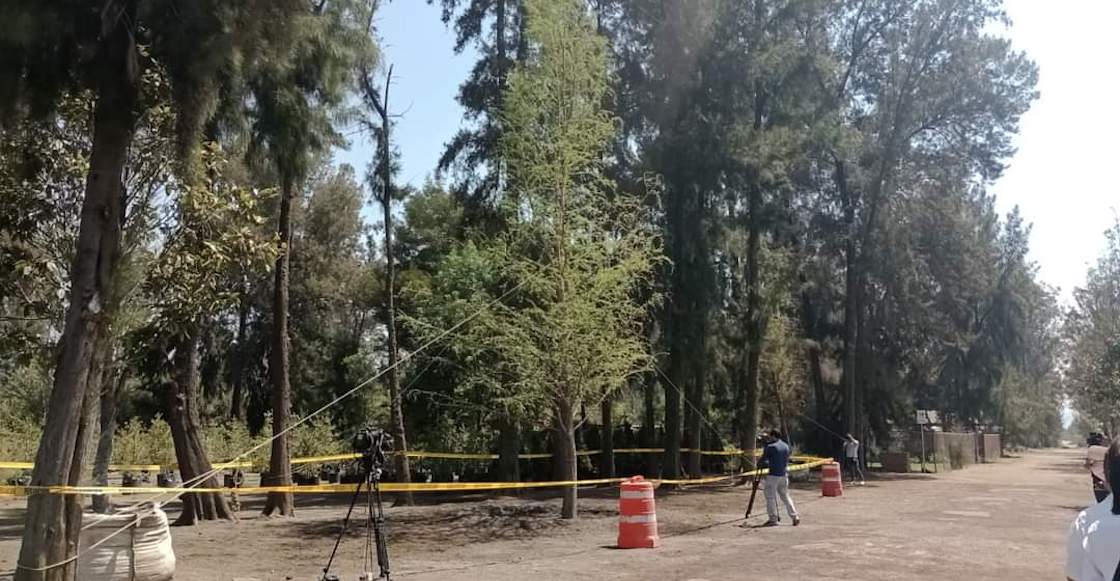 Van a cambiar el ahuehuete de Reforma por otro igualito