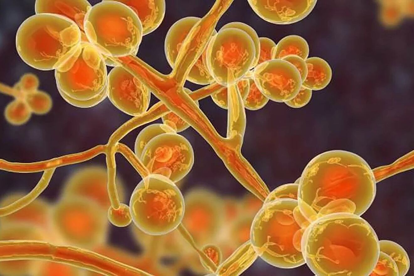 Candida auris, el hongo que se está haciendo resistente a los medicamentos