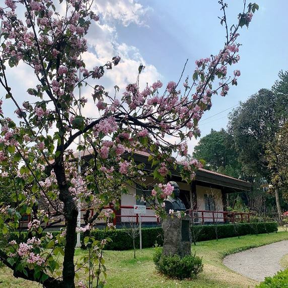 Conoce la encantadora ruta de los Cerezos en la CDMX