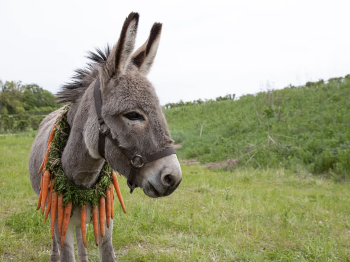 'EO', la película de un burro que te destrozará el corazón (va por el ...