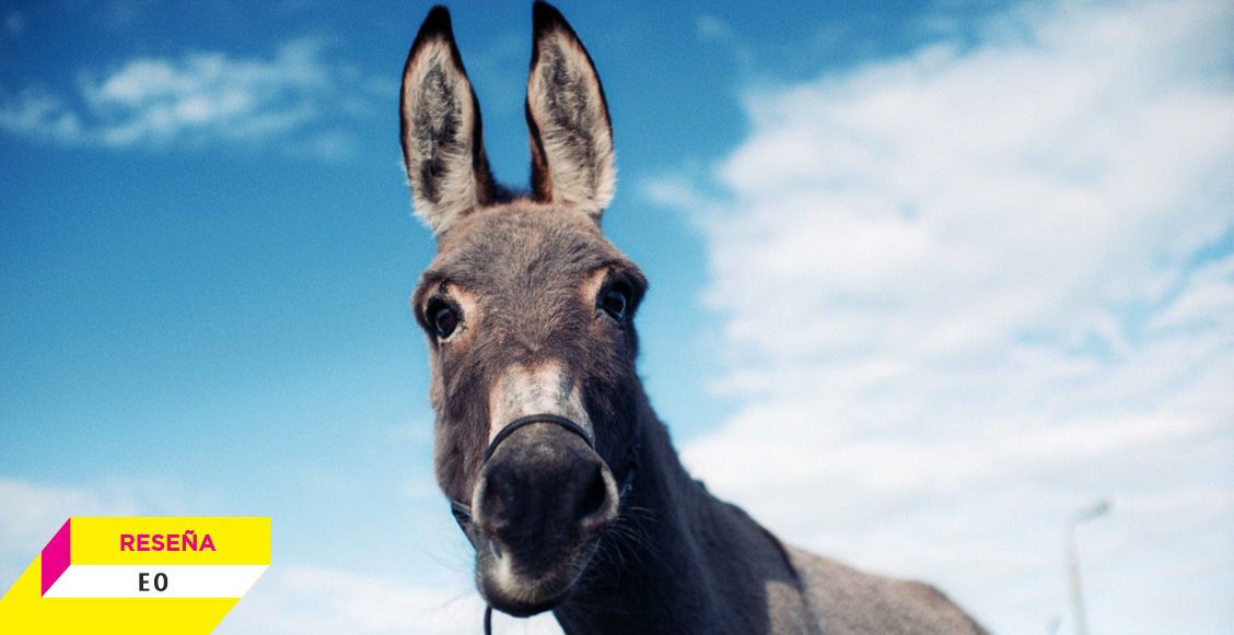 'EO', la película de un burro que te destrozará el corazón (va por el ...
