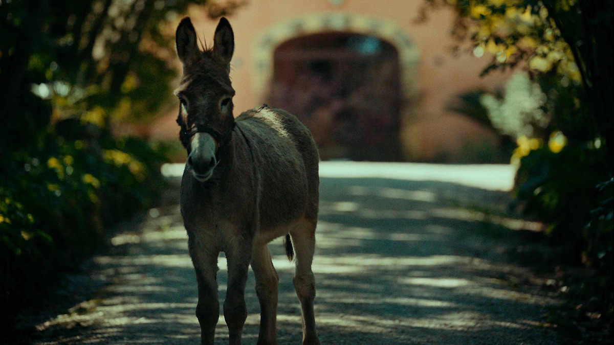 'EO', la película de un burro que te destrozará el corazón (va por el ...