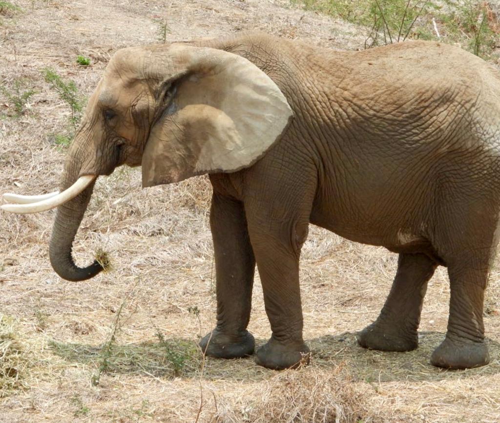 La historia de Ely, la elefanta del Zoológico de San Juan de Aragón